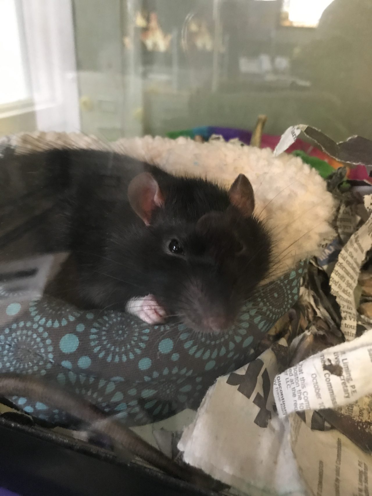 Splinter the Rat | Association of Children's Residential & Community ...