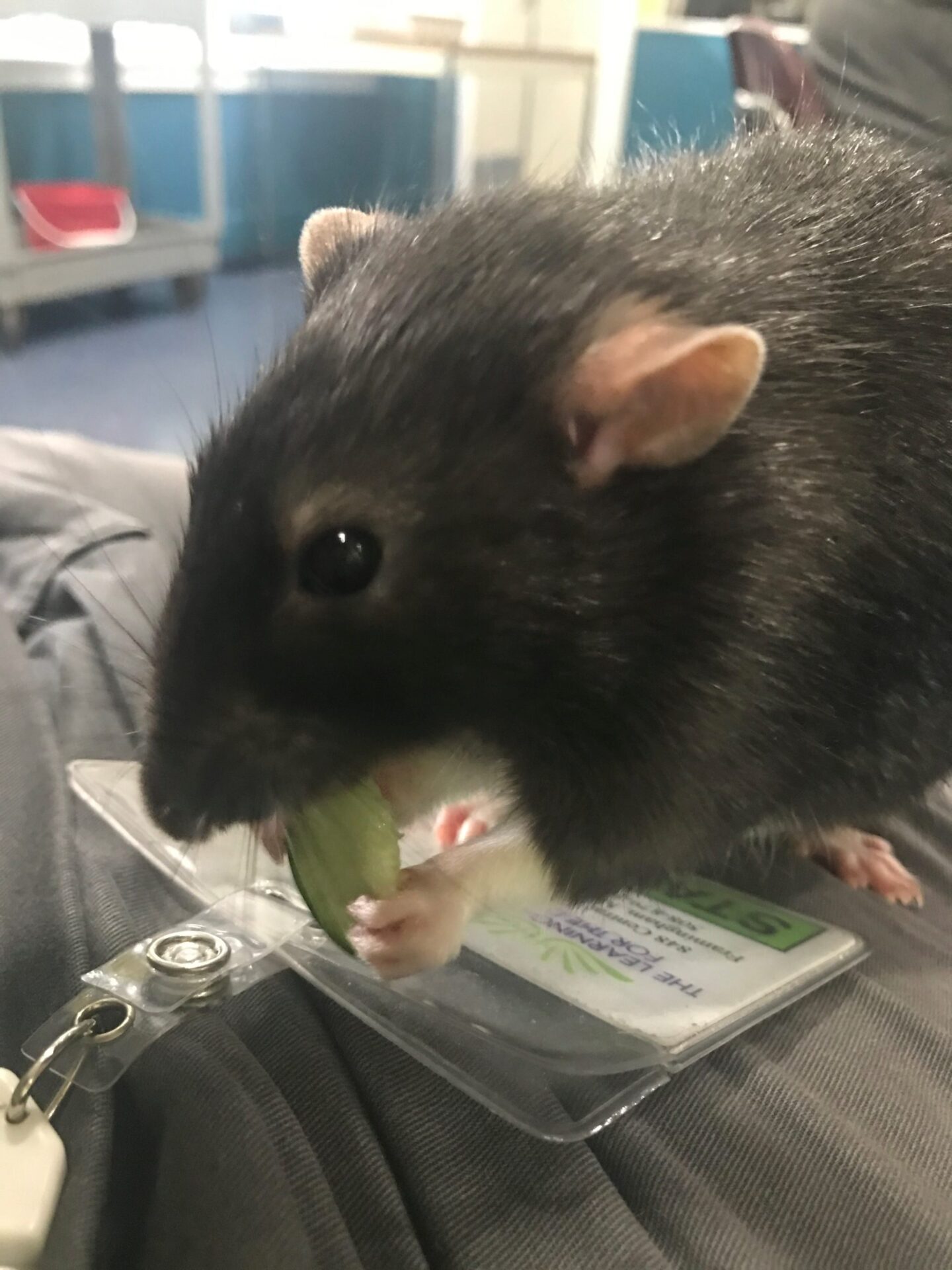 Splinter the Rat | Association of Children's Residential & Community ...